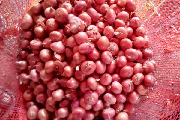 Ali fruits & Vegetables Cold Storage – Ali Group of Companies