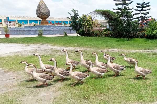 Alibaba Theme Park – Ali Group of Companies